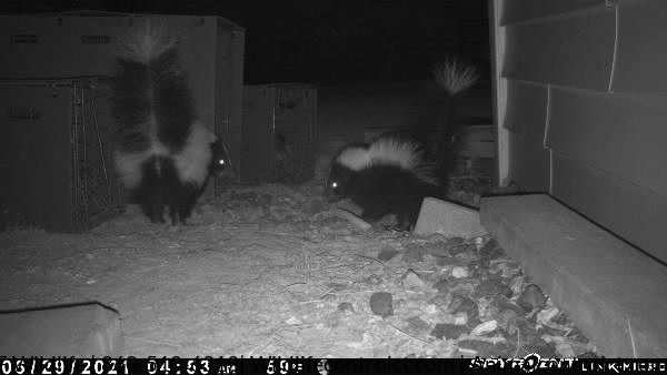 Dealing with Baby Skunks: Removal and Prevention Tips - AnimalControlCT.com
