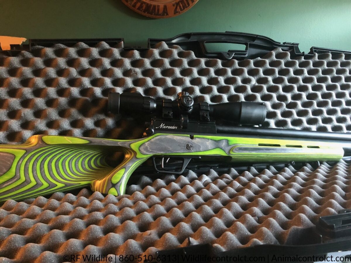 Air Gun Solutions for Wildlife Pest Problems – AnimalControlCT.com
